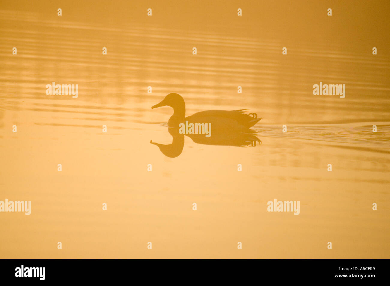 Duck in Misty Dawn UK Norfolk Hickling Broad Stock Photo - Alamy