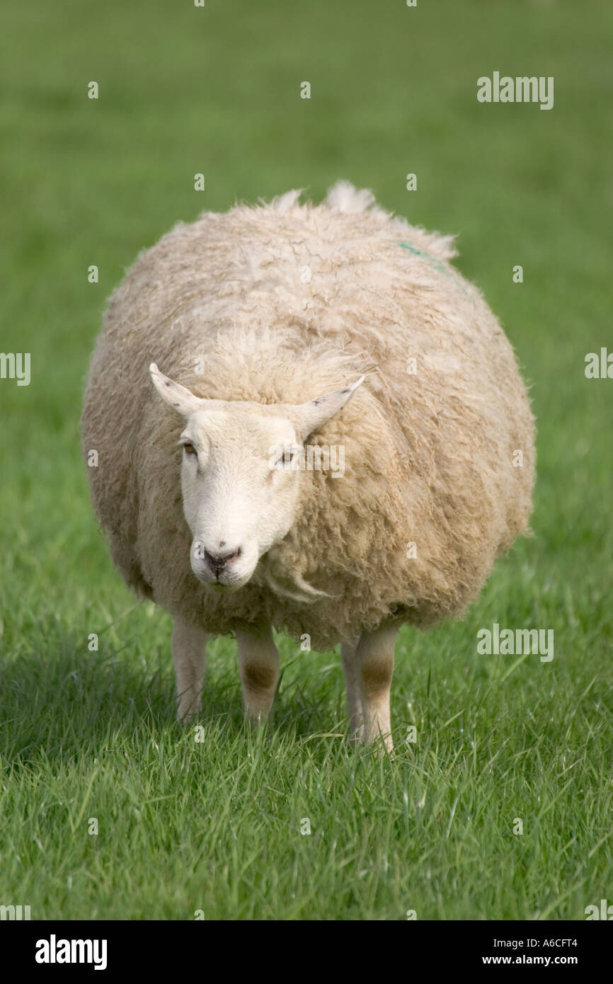 White suffolk sheep hi-res stock photography and images - Alamy