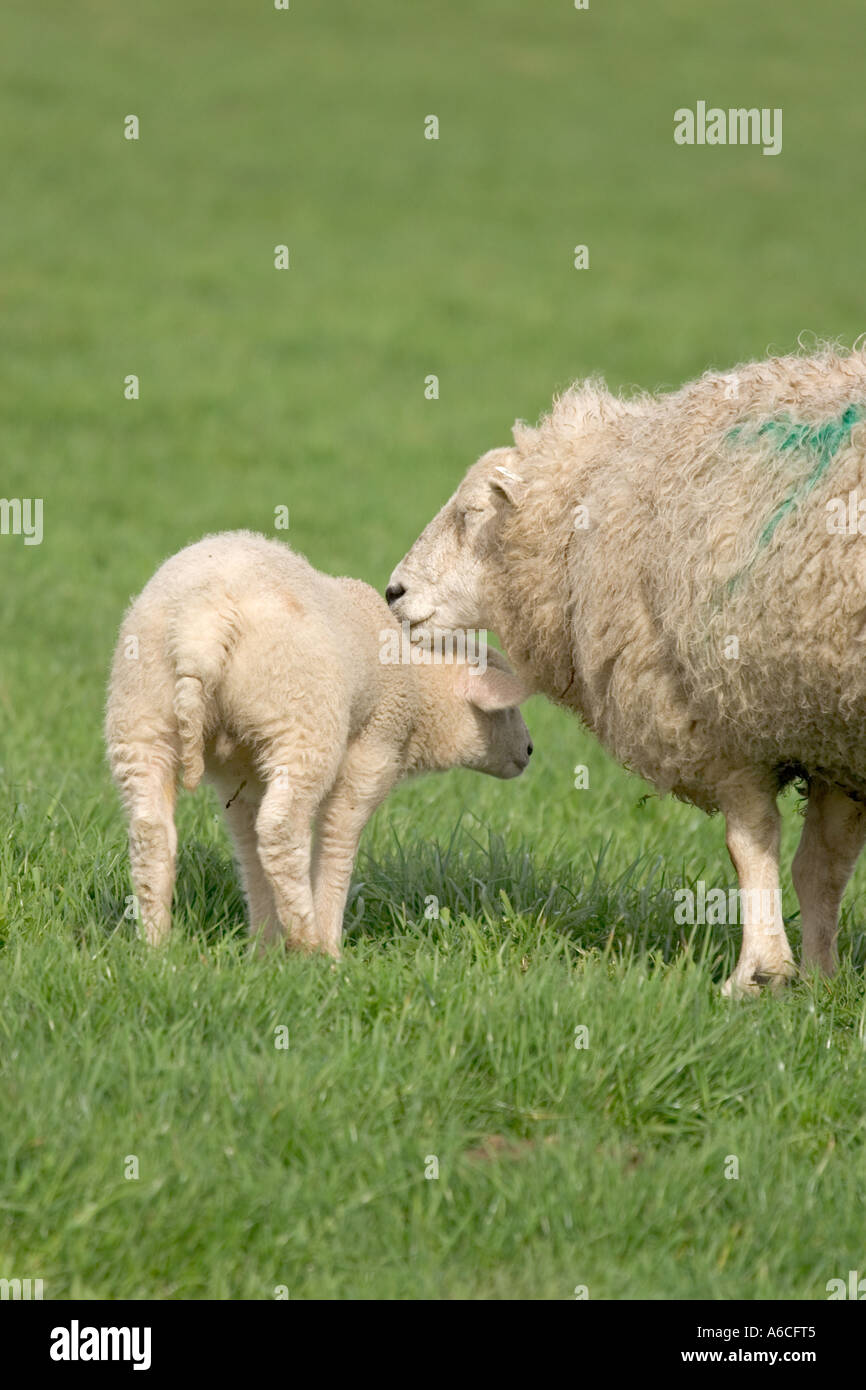 Female Sheep Nuzzling Lamb Stock Photo - Alamy