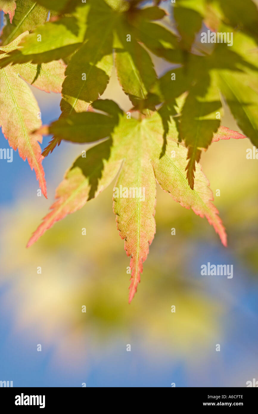 Finger like leaves hi-res stock photography and images - Alamy