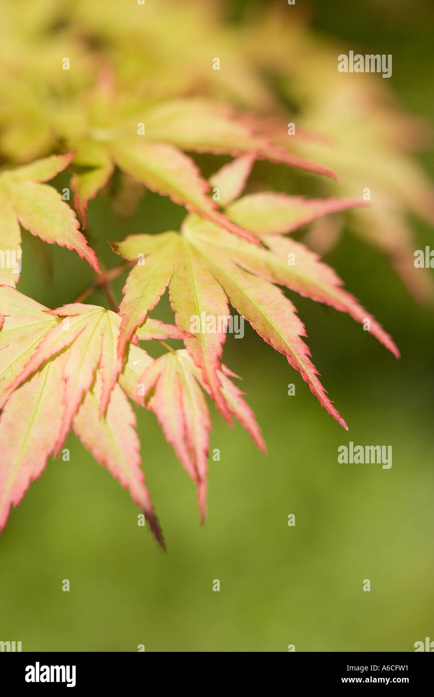 Japanese Maple Leaves in Spring Stock Photo - Alamy