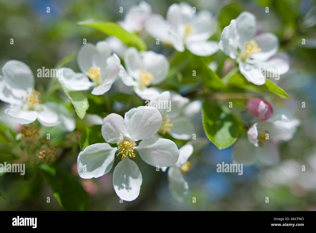 Apple trees with flower flowers hi-res stock photography and images - Alamy