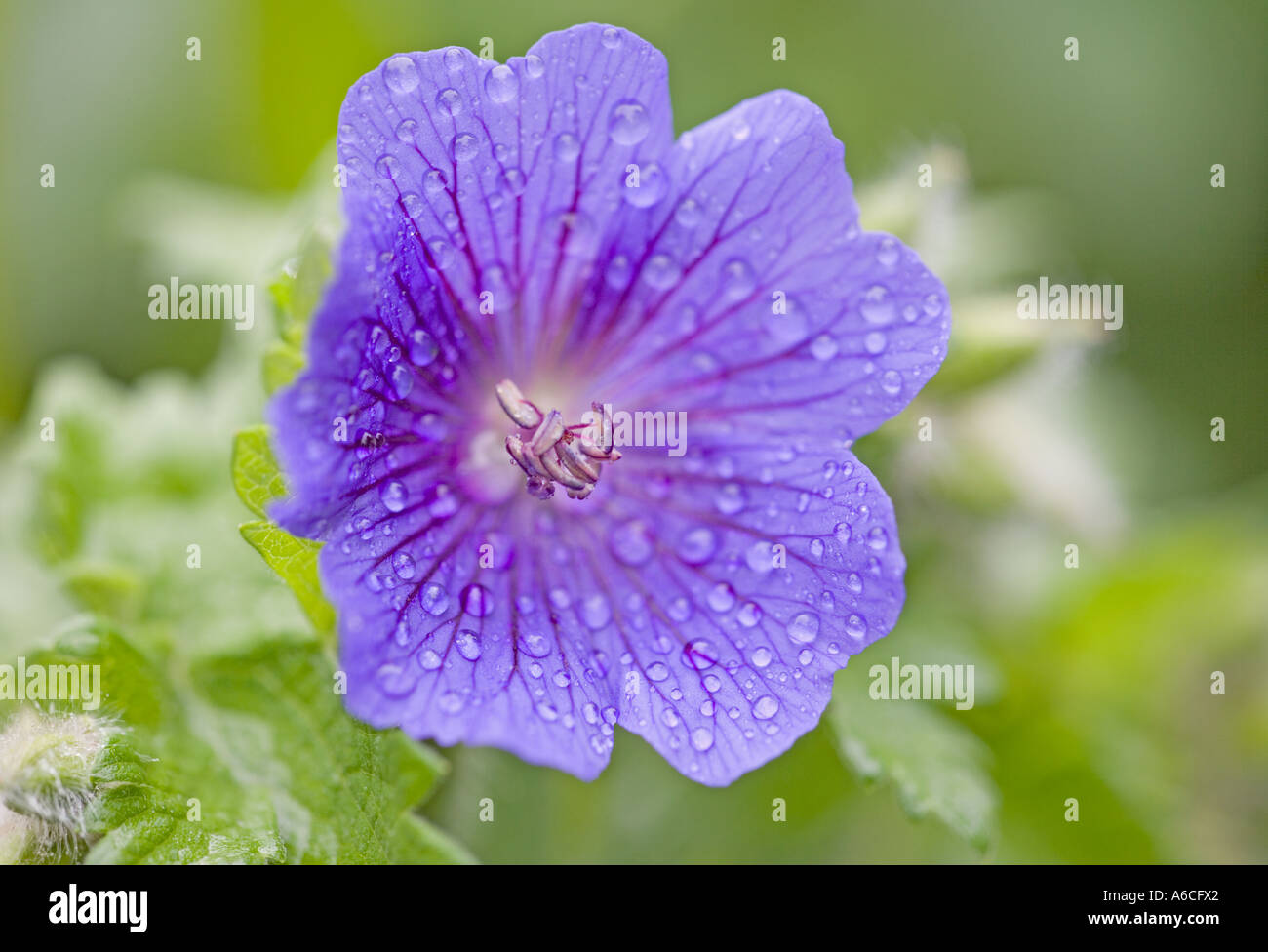 Closeup blue geranium hi-res stock photography and images - Alamy