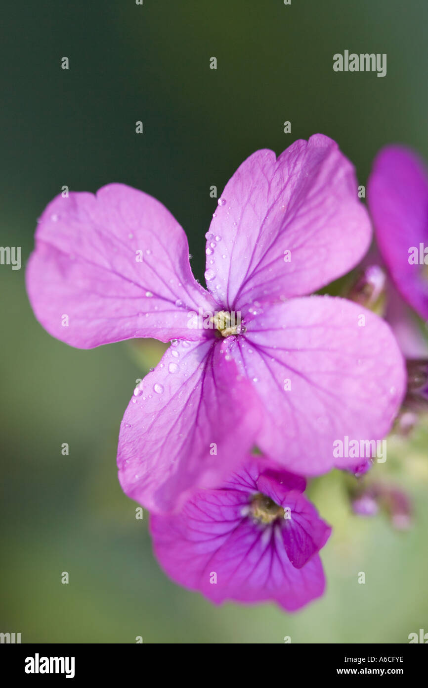 Honesty Flower "Lunaria Annua Stock Photo - Alamy