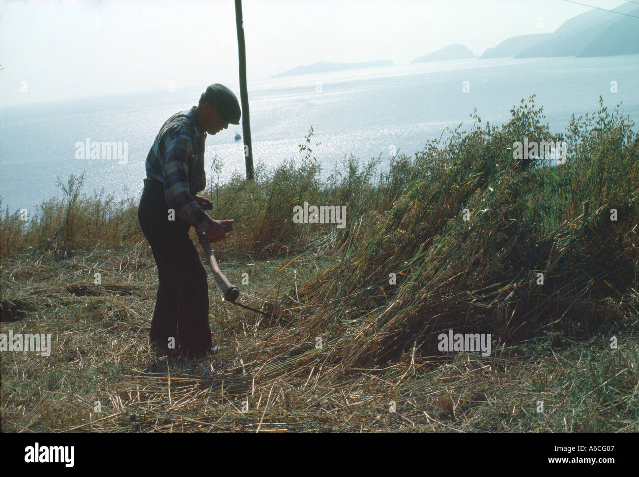 In background there is a farmer with a scythe hi-res stock photography ...
