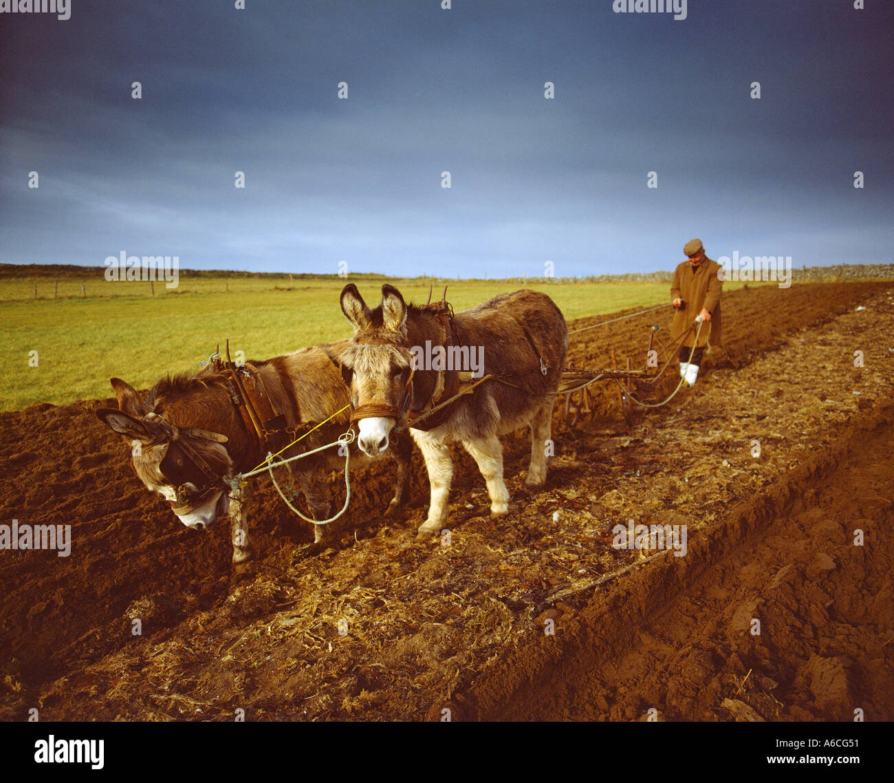 rural irish farmer ploughing the ground in spring time Stock Photo - Alamy