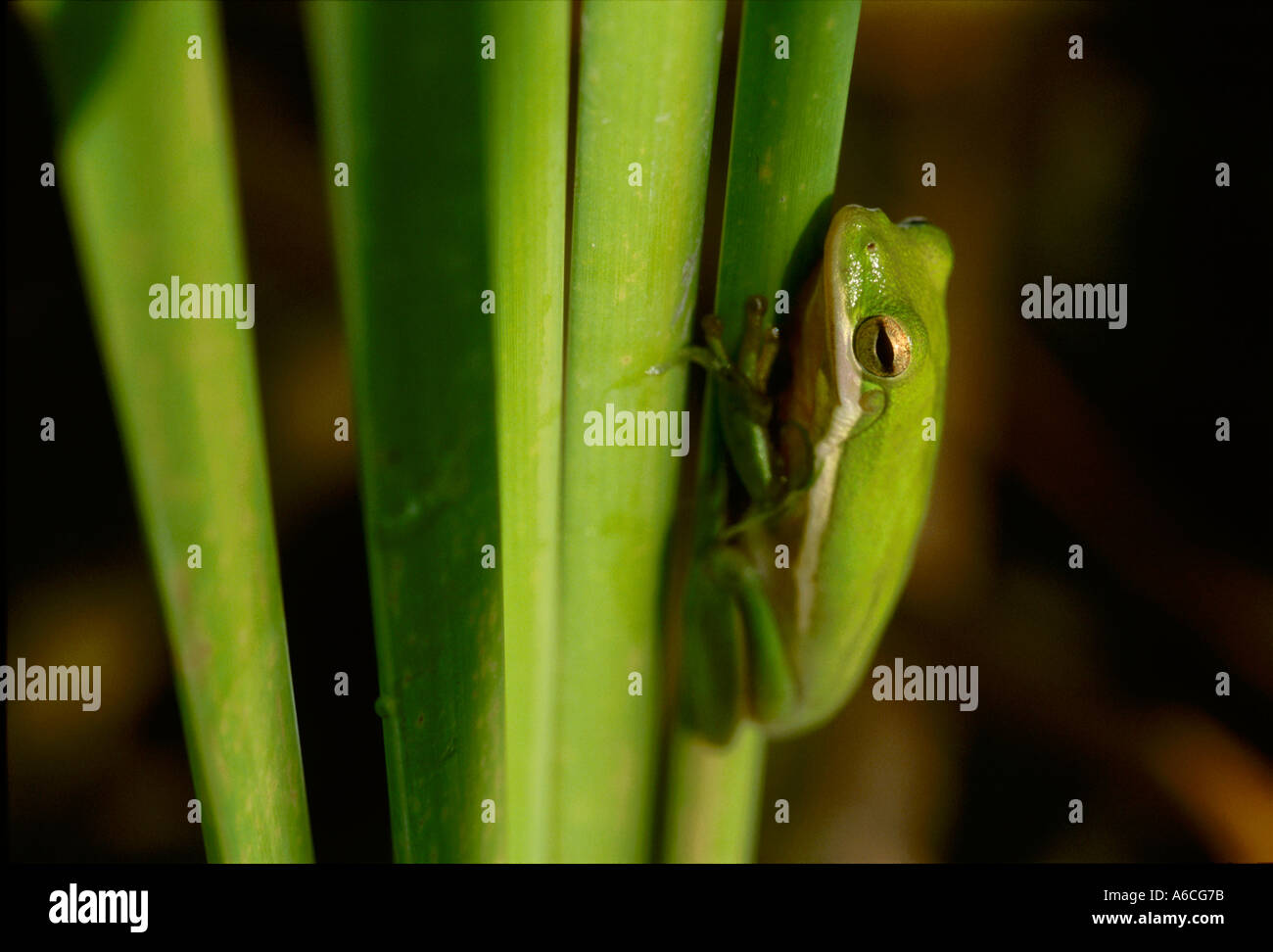 green treefrog Hyla cinerea Stock Photo - Alamy
