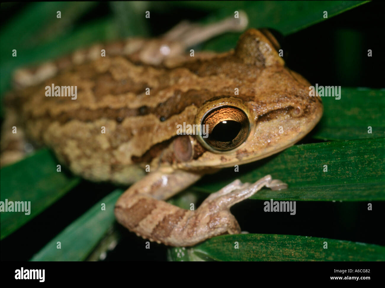 Osteopilus septentrionalis hi-res stock photography and images - Alamy