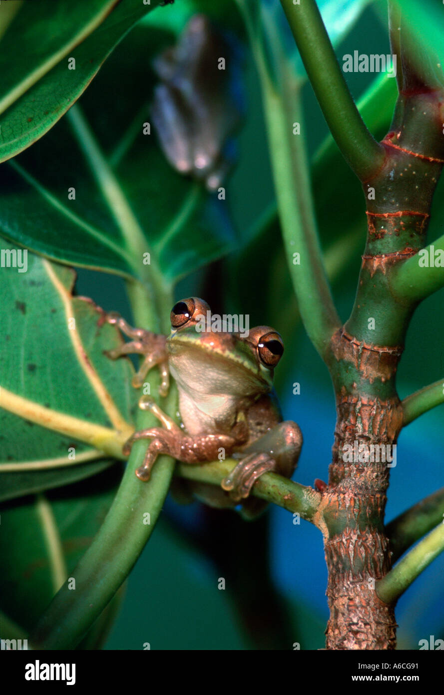 Squirrel tree frog Hyla squirella Stock Photo - Alamy