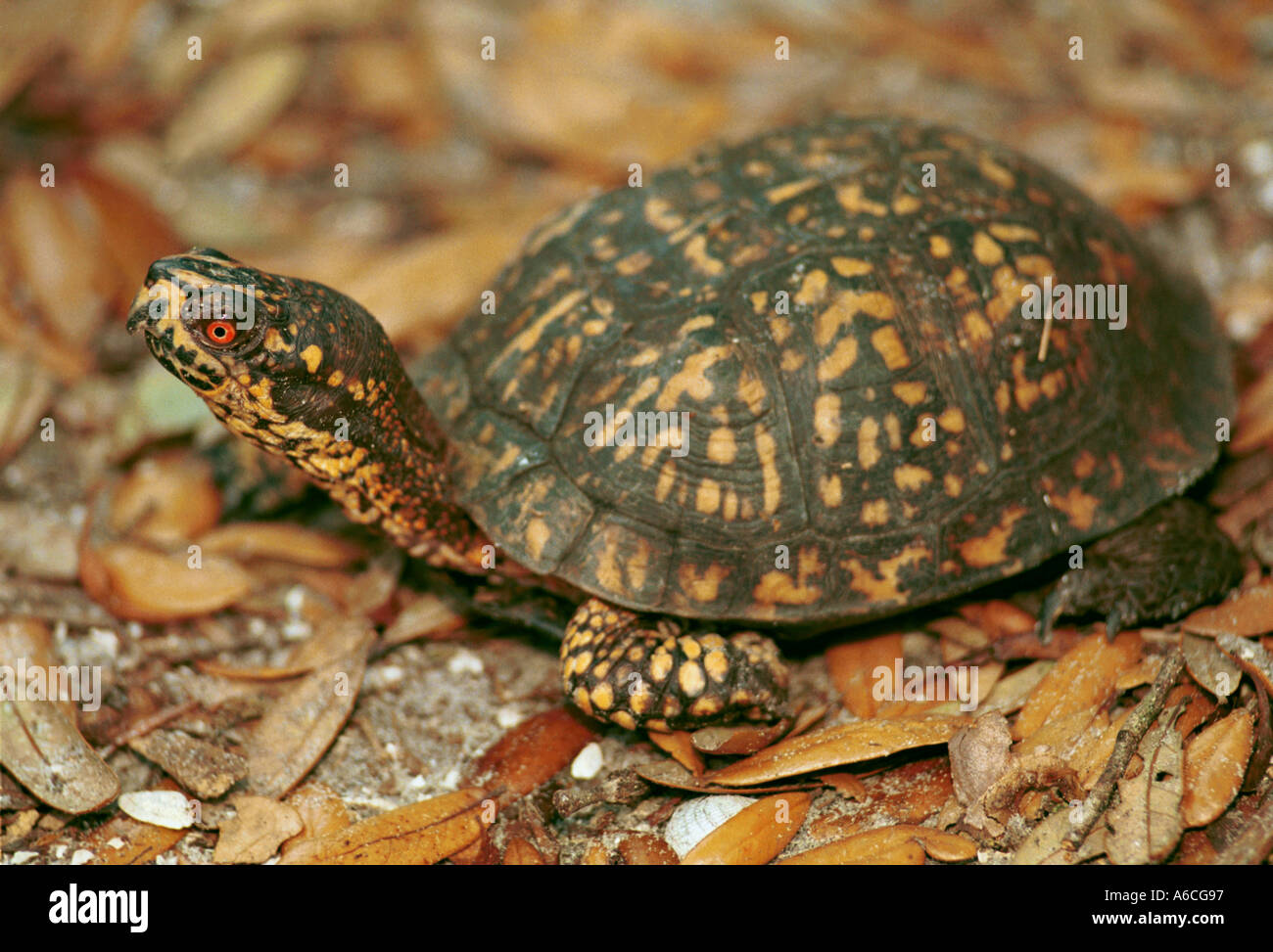 Eastern box turtle Terrapene carolina Stock Photo - Alamy