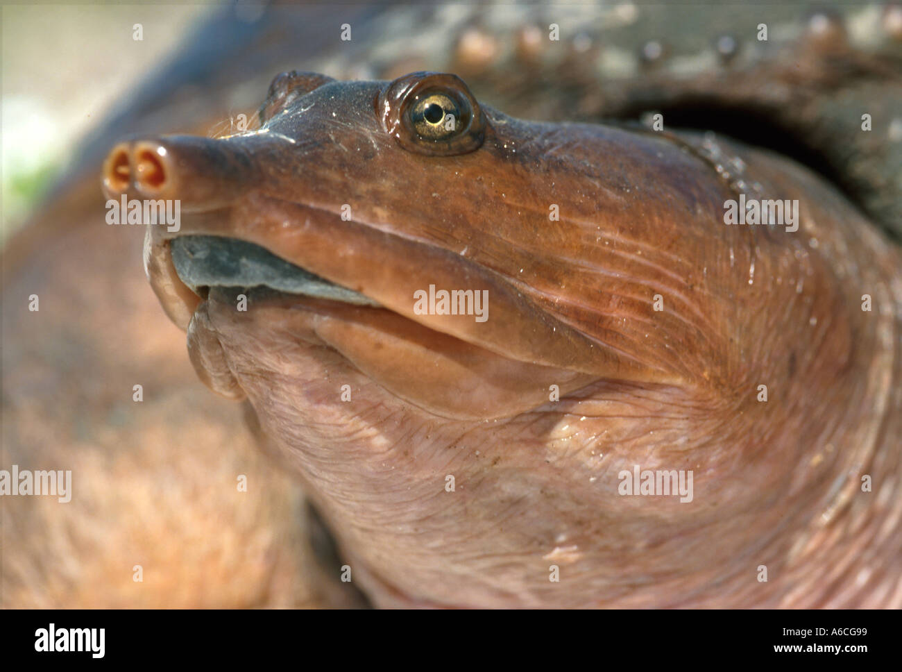 Florida softshell turtle Trionyx ferox Palm Beach County Stock Photo ...