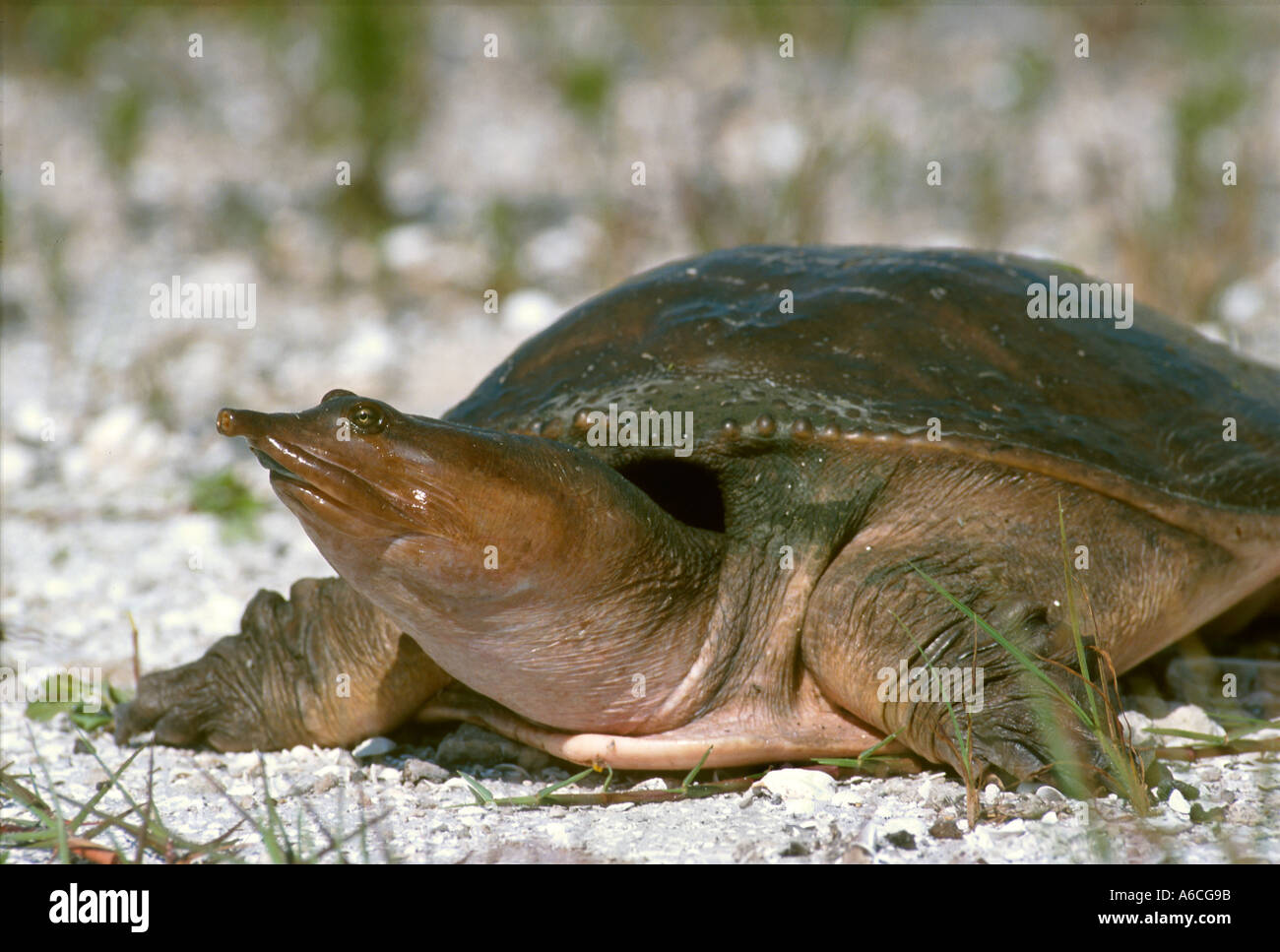 Florida softshell turtle Trionyx ferox Palm Beach County Stock Photo ...
