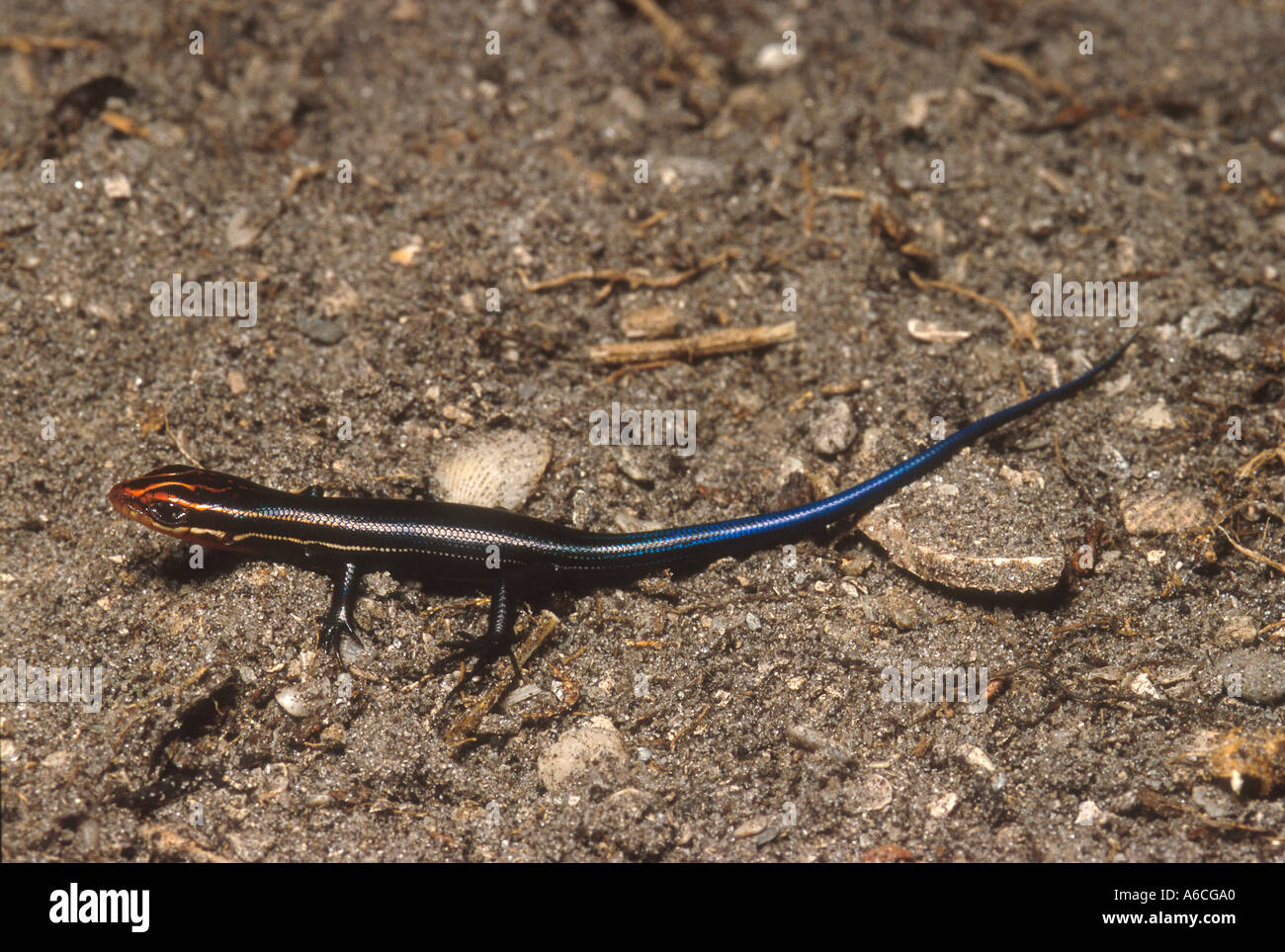 Southeastern five lined skink Eumeces horizontal skinks Stock Photo - Alamy