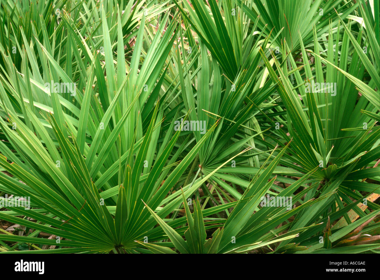 Palmetto plant fronds Stock Photo - Alamy