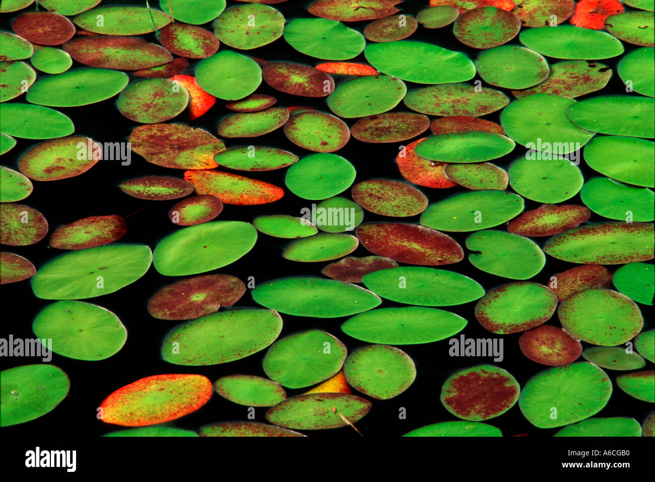 Water shield hi-res stock photography and images - Alamy