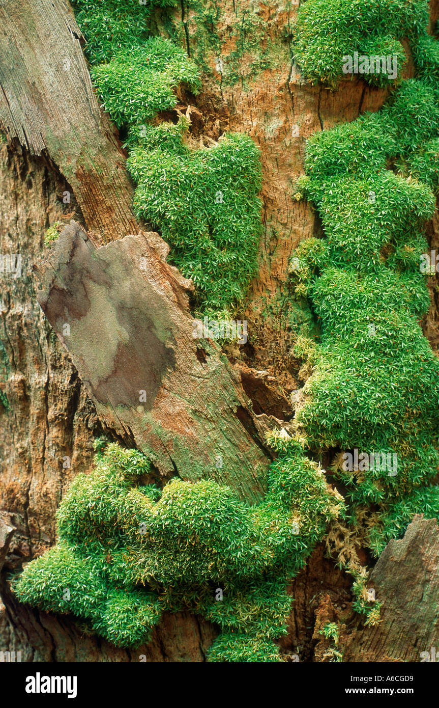 Moss on palm tree green Stock Photo - Alamy