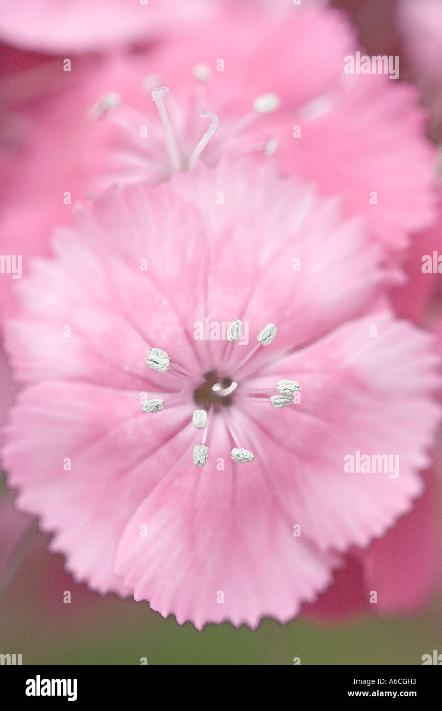 "Sweet William" Flowers Stock Photo - Alamy