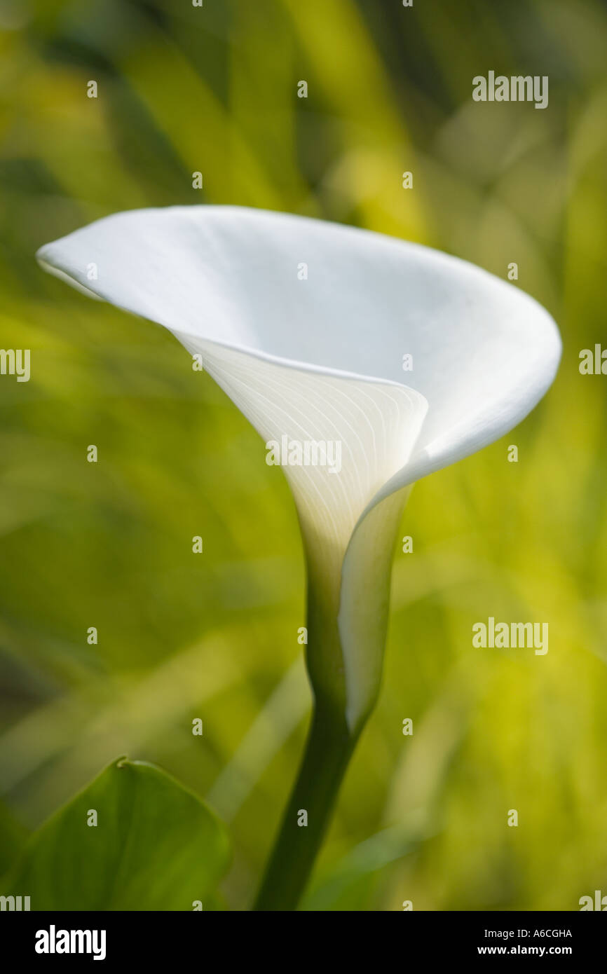 Funnel lily hi-res stock photography and images - Alamy