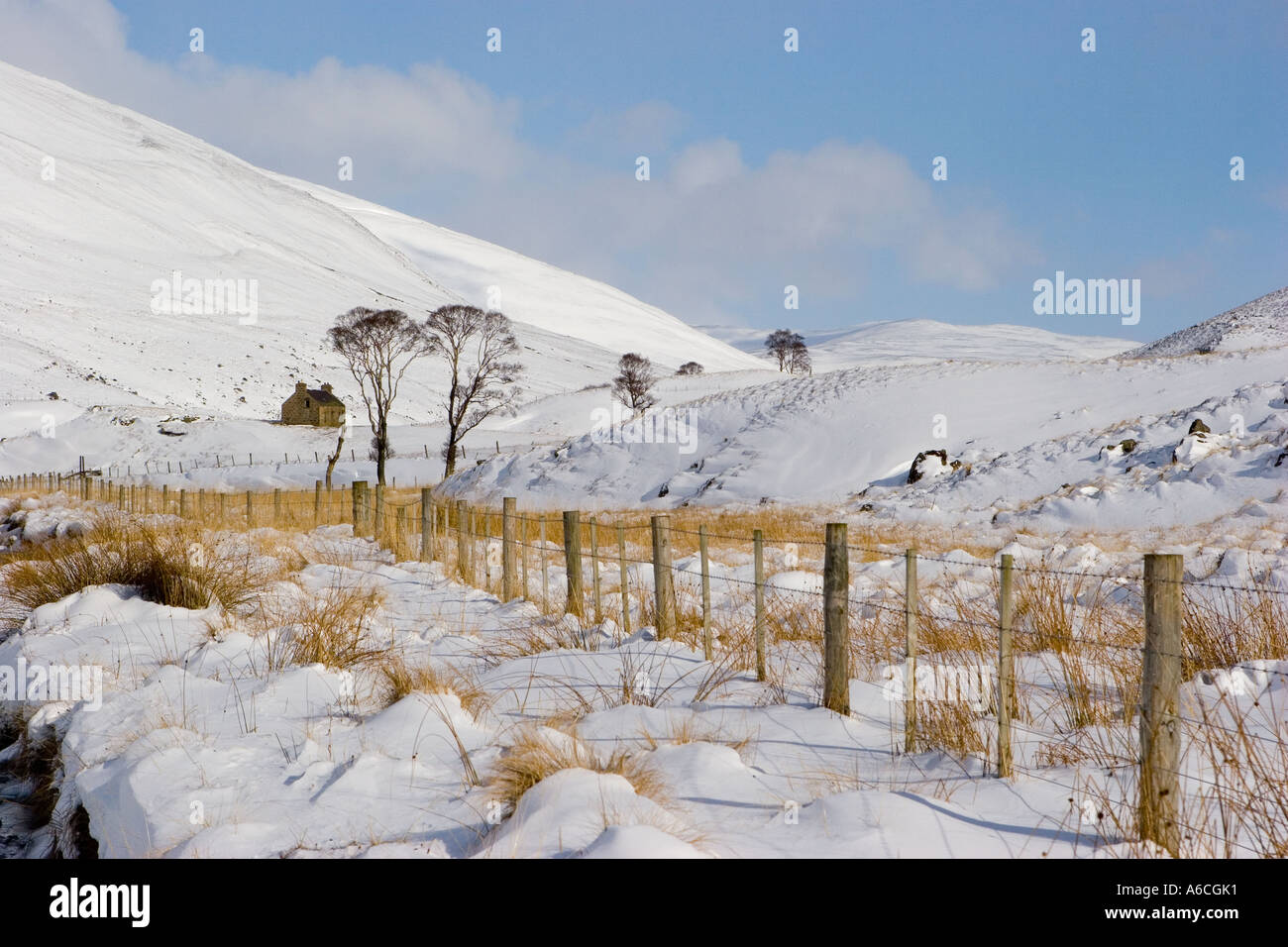 Royal frost birch hi-res stock photography and images - Alamy
