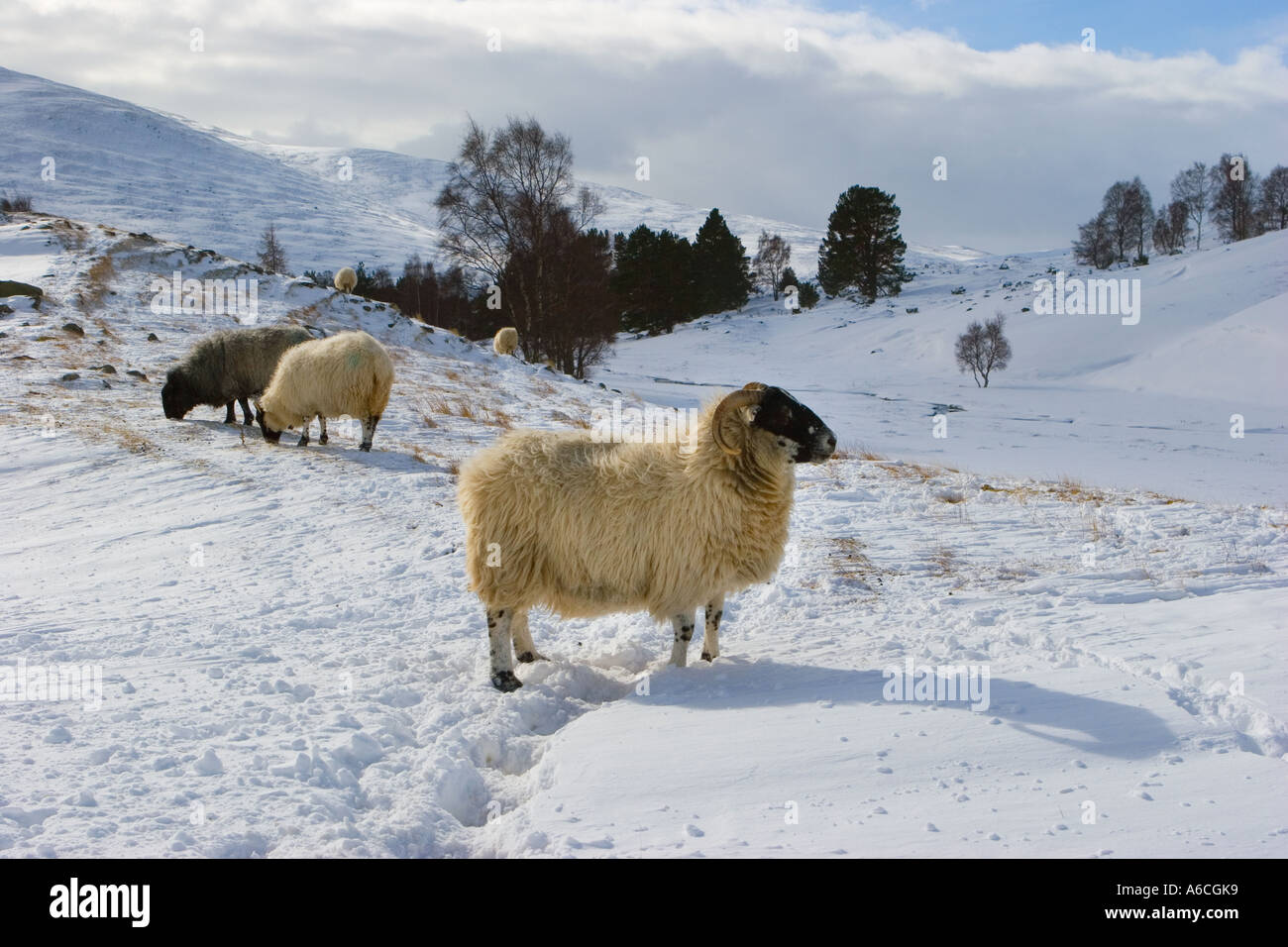 Scottish Sheep Heather High Resolution Stock Photography and Images - Alamy