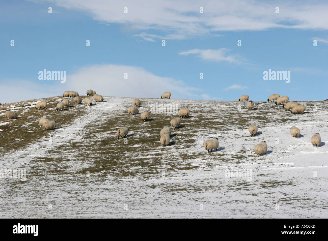 Scottish Blackface Sheep in Snow. Rural farm winter landscape scene at ...