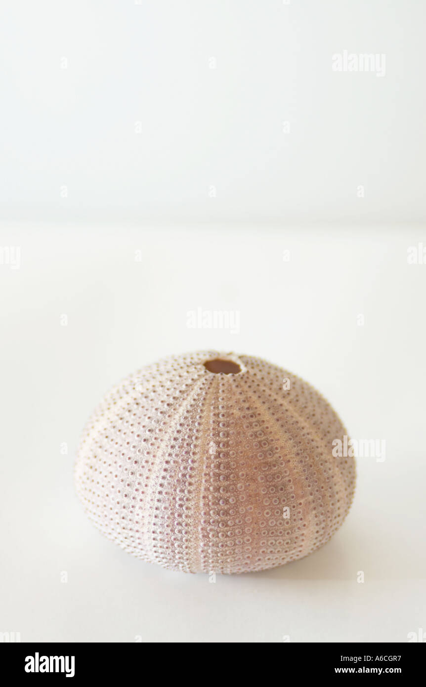 The shell test of a sea urchin Stock Photo - Alamy