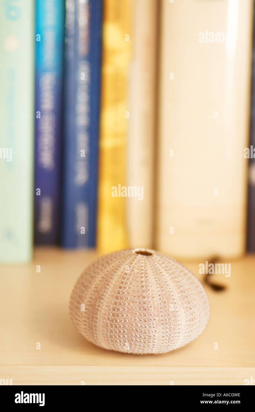 The shell test of a sea urchin Stock Photo - Alamy