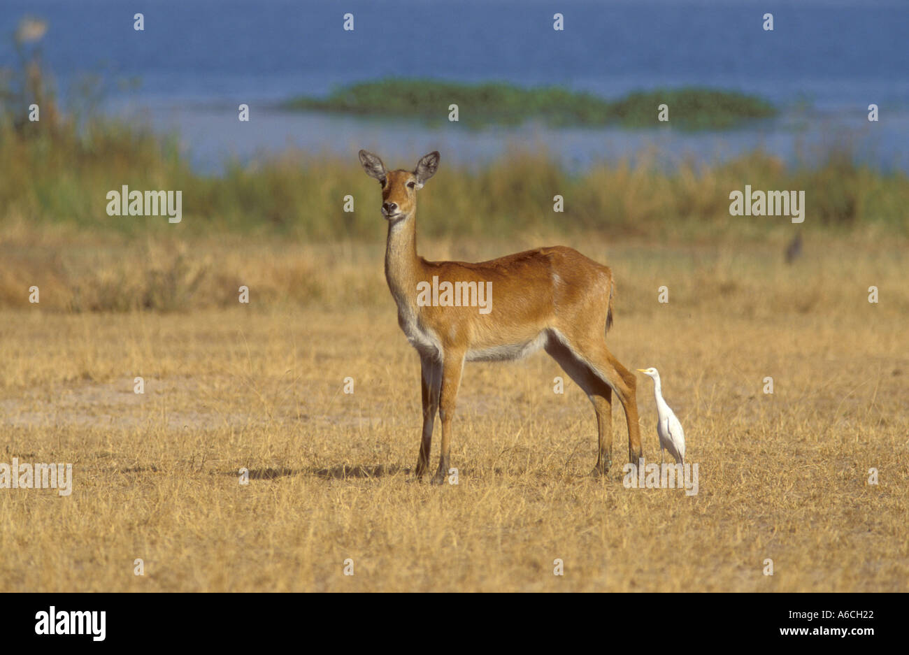 Female Uganda Kob with Cattle Egret in Ruwenzori or Queen Elizabeth ...