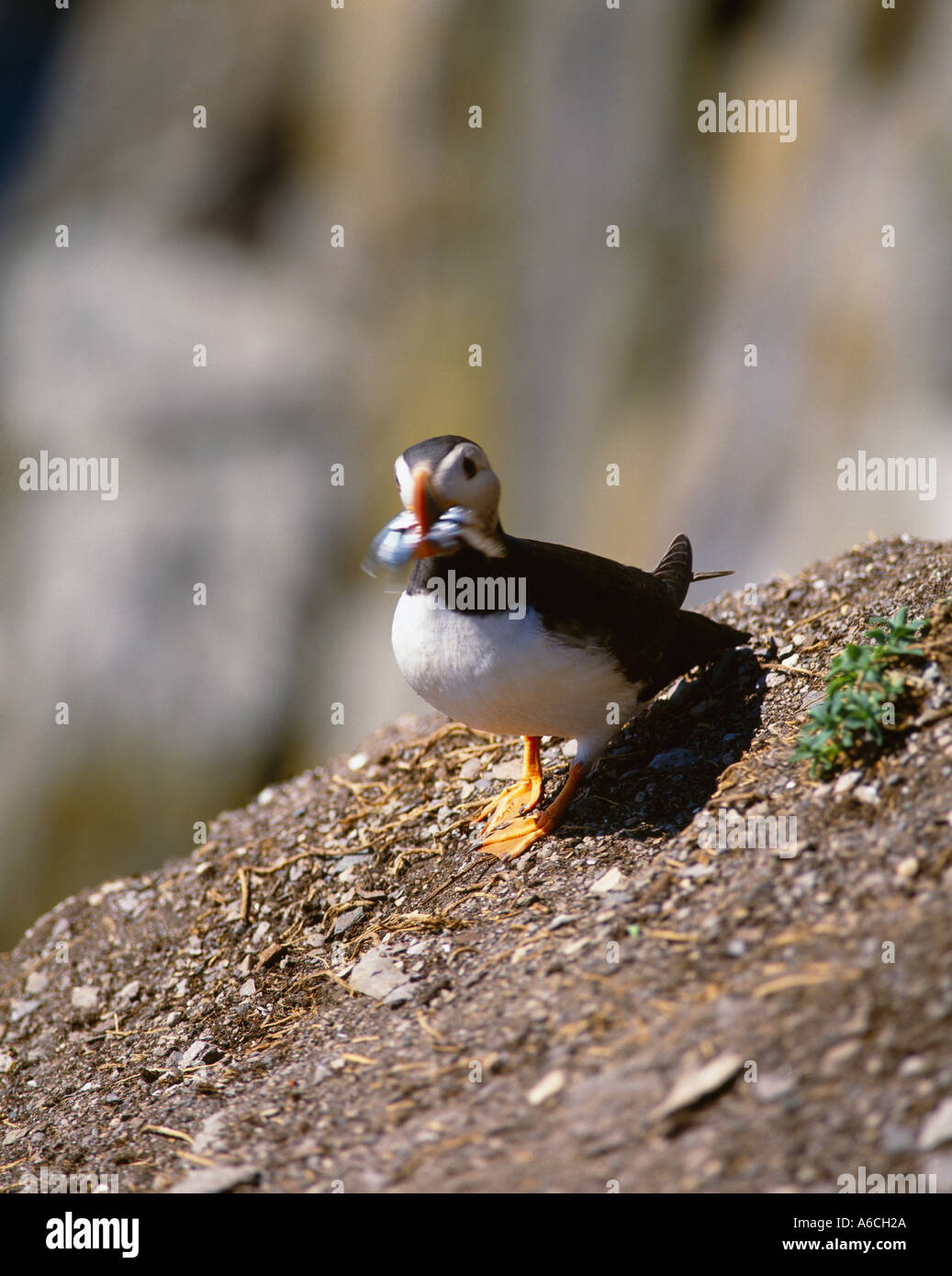 migratory sea bird birds landing with foods in its bill to feed its ...