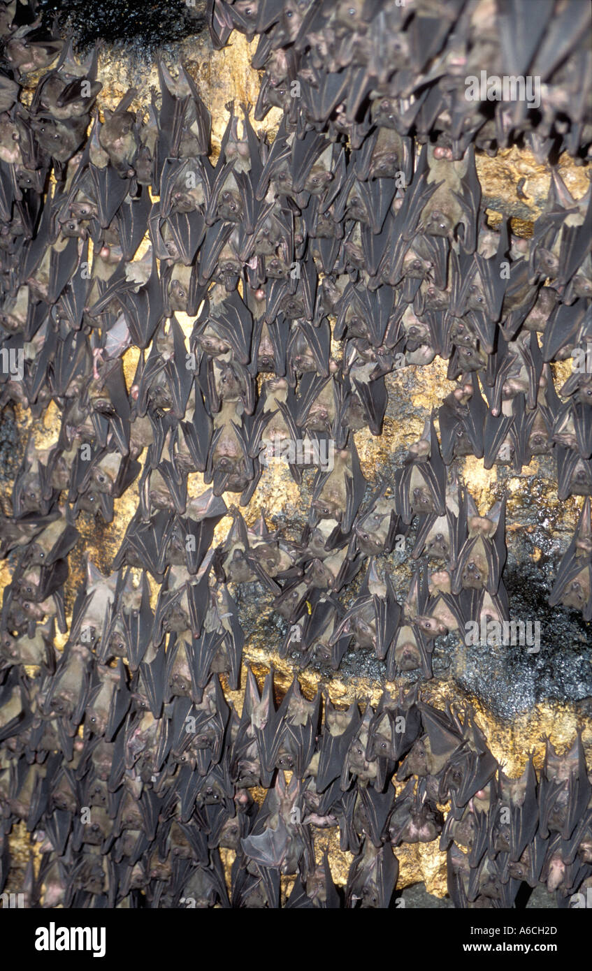 Bat cave africa hi-res stock photography and images - Alamy