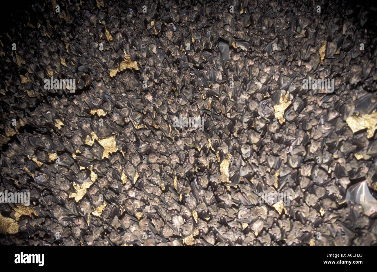 Fruit Bats roosting in a cave in Queen Elizabeth National Park Uganda ...