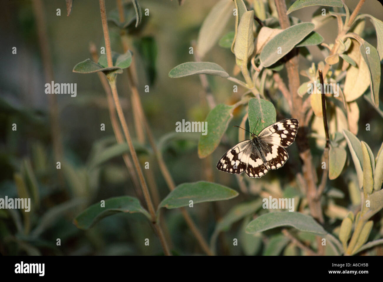 Butterfly on sage bush on the island of Hydra Greek islands Stock Photo ...