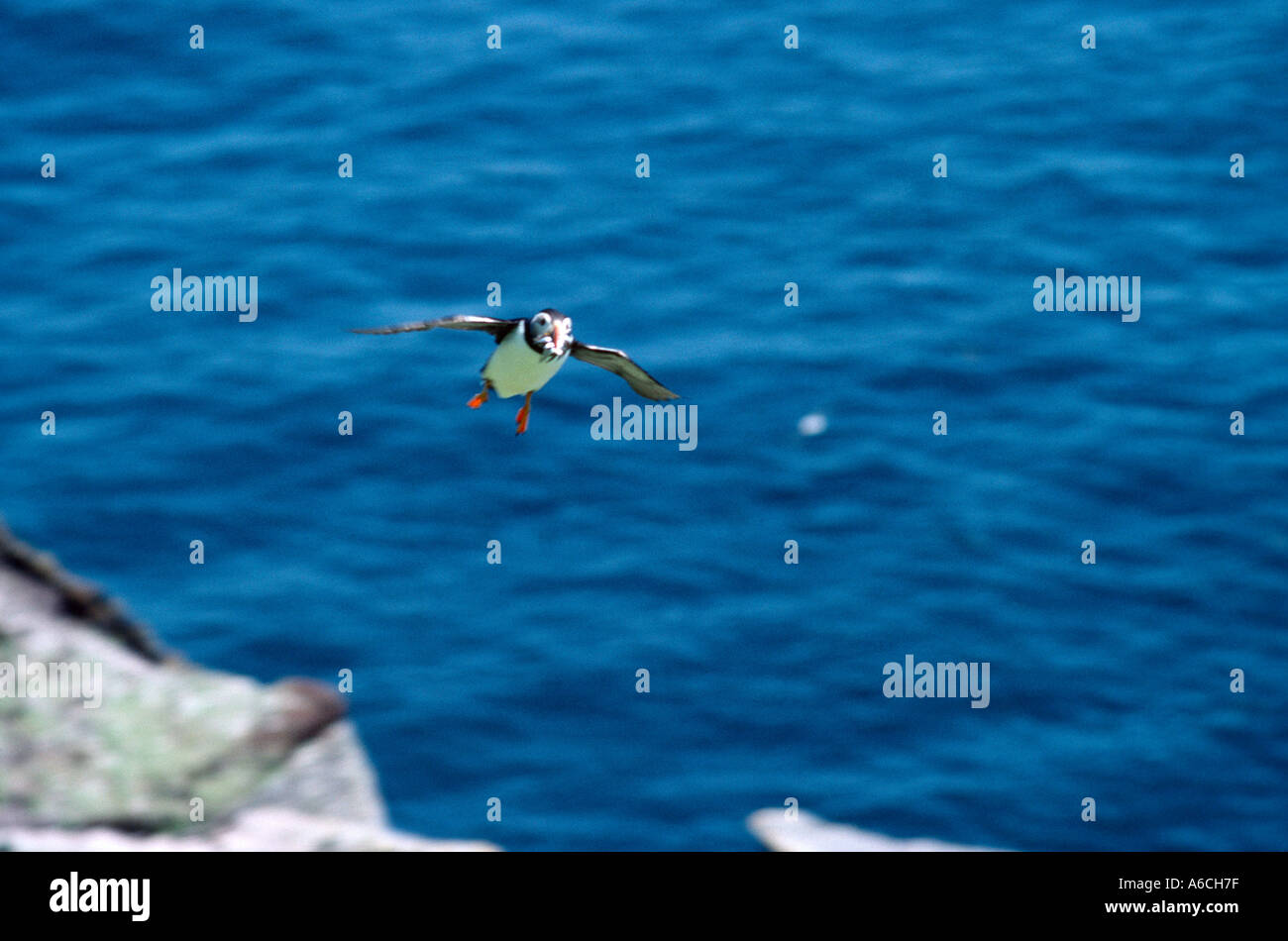 puffin in flight with fresh fish in its beak to feed its young, ready ...