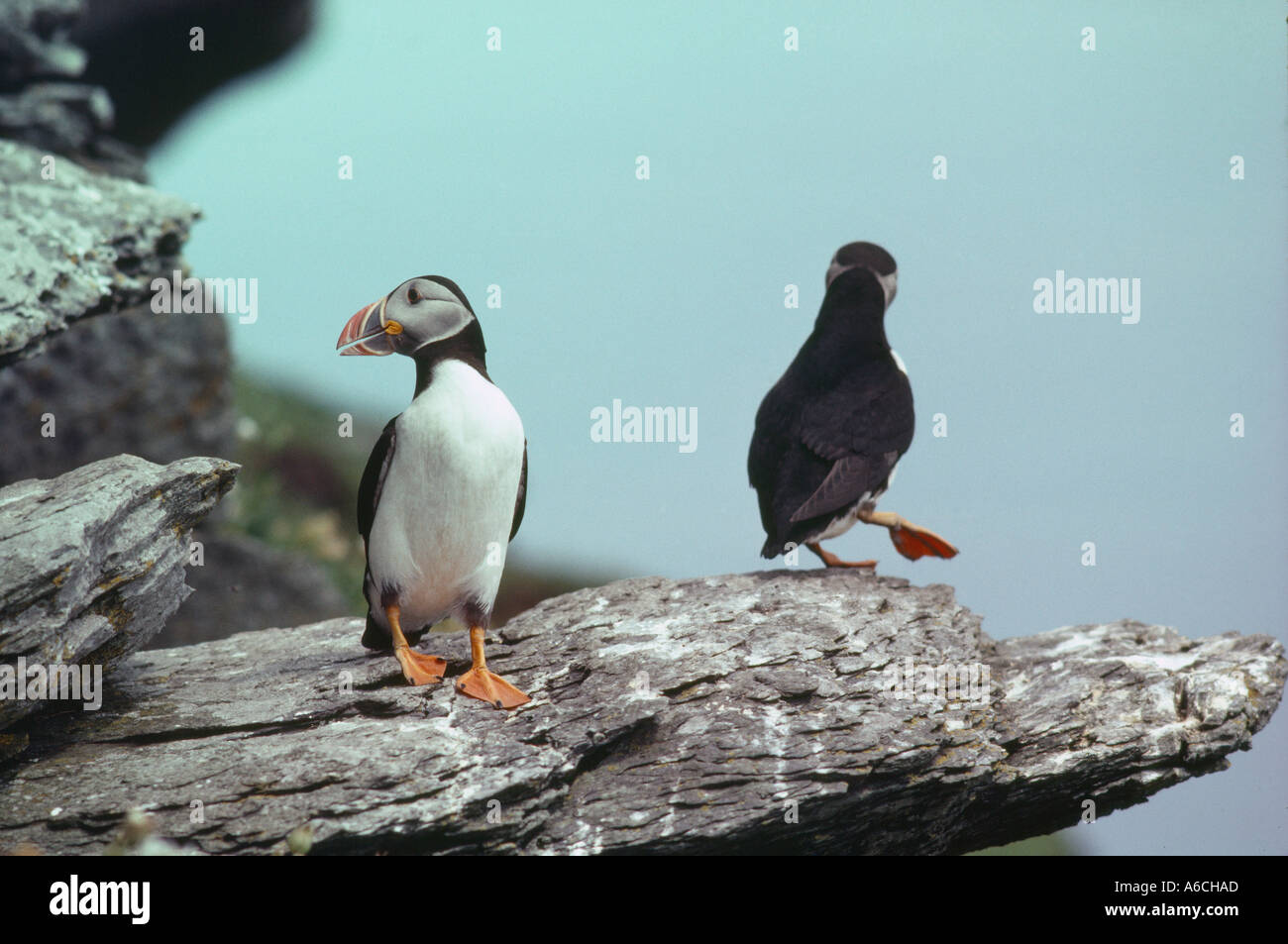 Two birds on a cliff edge hi-res stock photography and images - Alamy