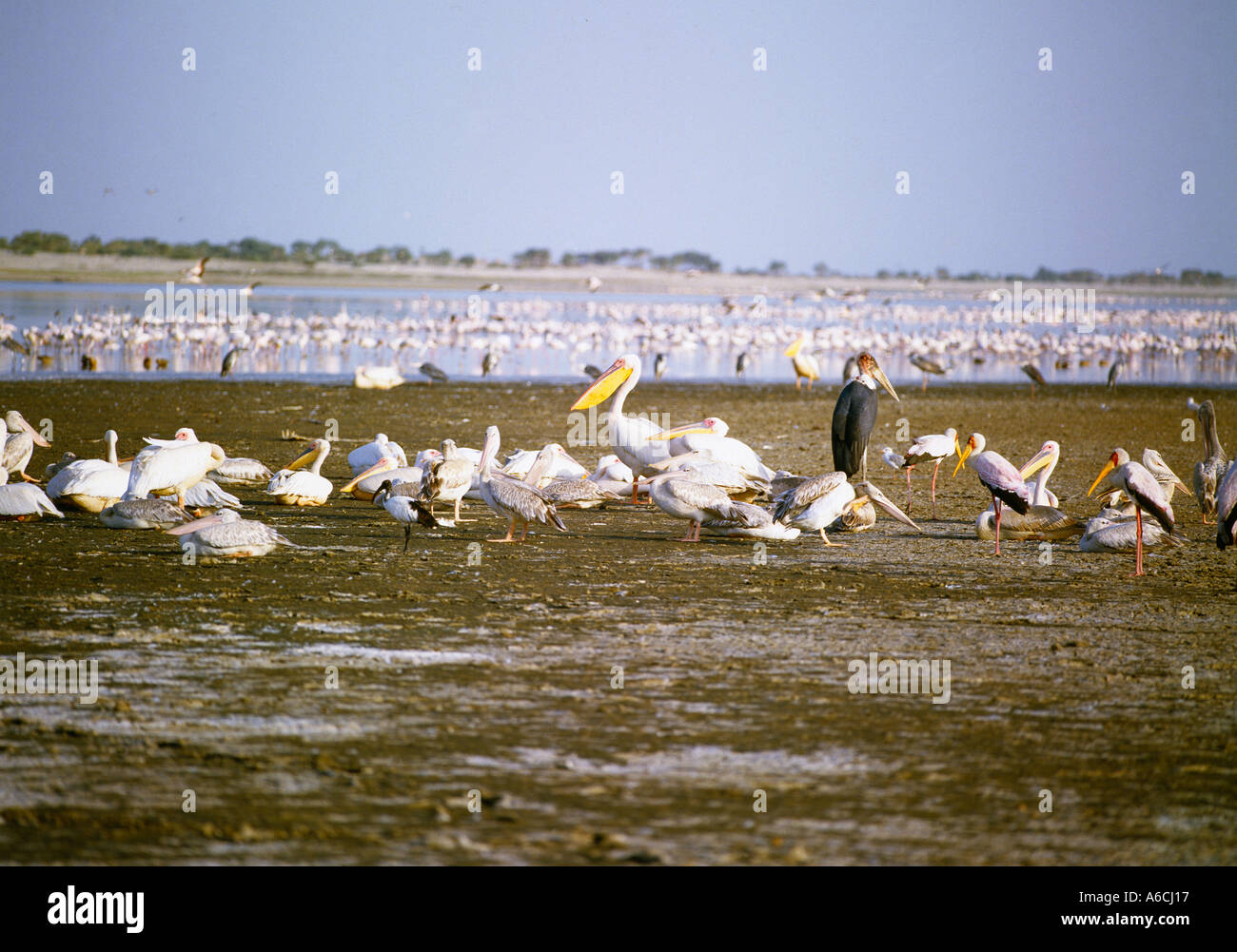 collection of african puddle birds standing together on a salt lake ...