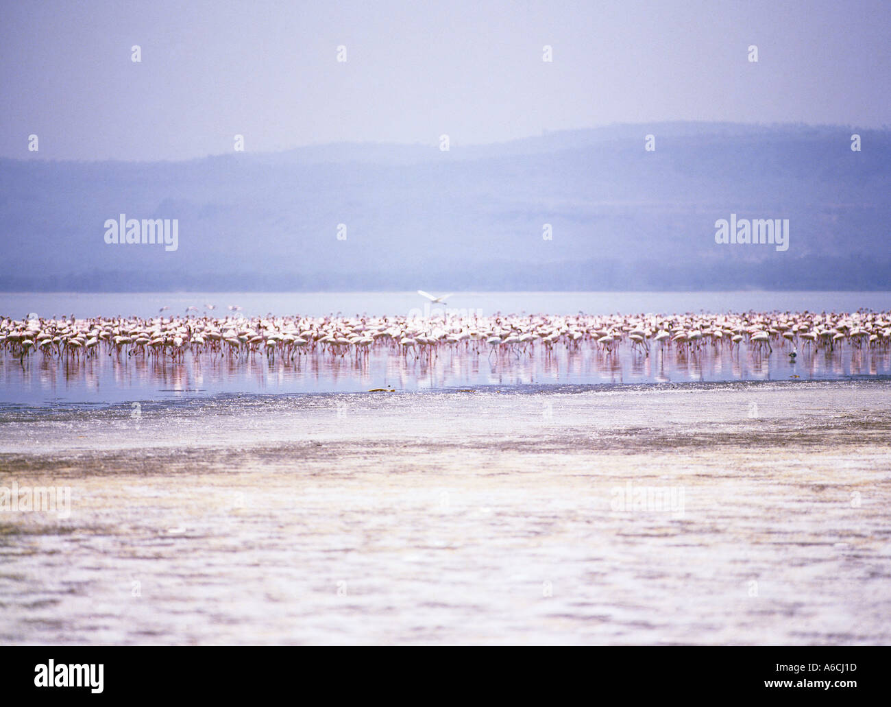 Grazing flamingos hi-res stock photography and images - Alamy
