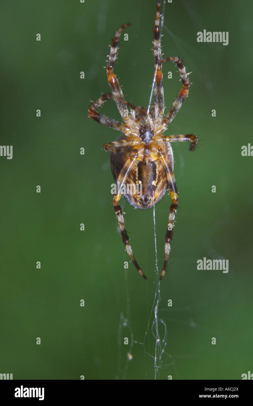 Full body spider shot hi-res stock photography and images - Alamy