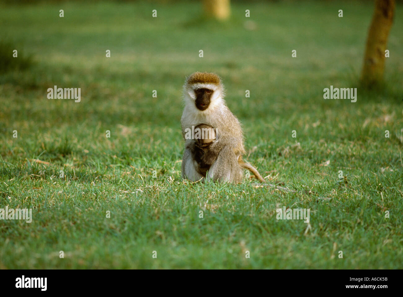 Monkey on rear legs hi-res stock photography and images - Alamy