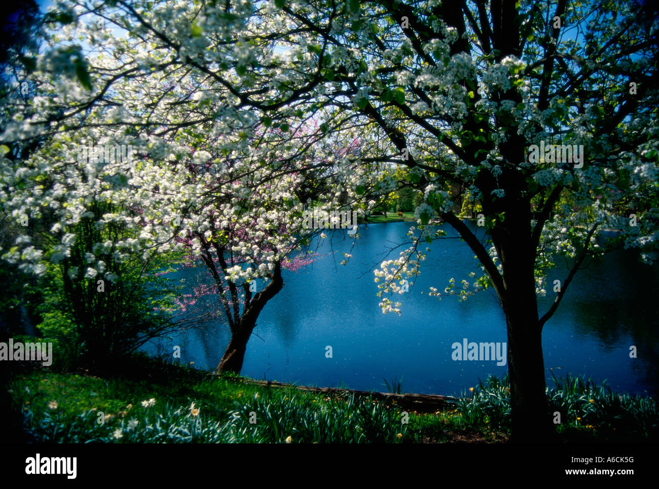 Flowering trees near a lake Stock Photo - Alamy