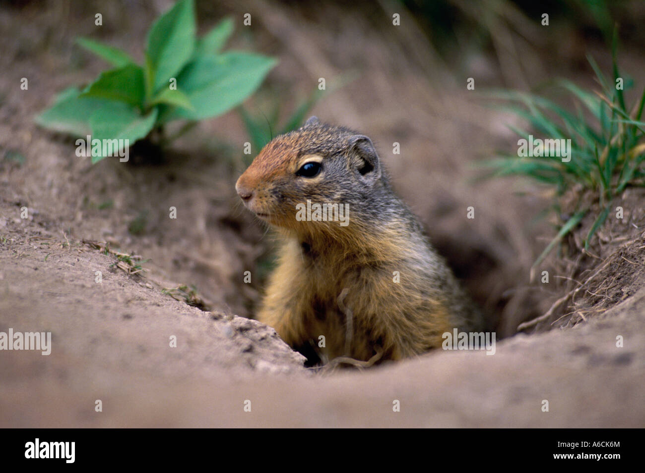 Ground Squirrel in a hole Stock Photo - Alamy