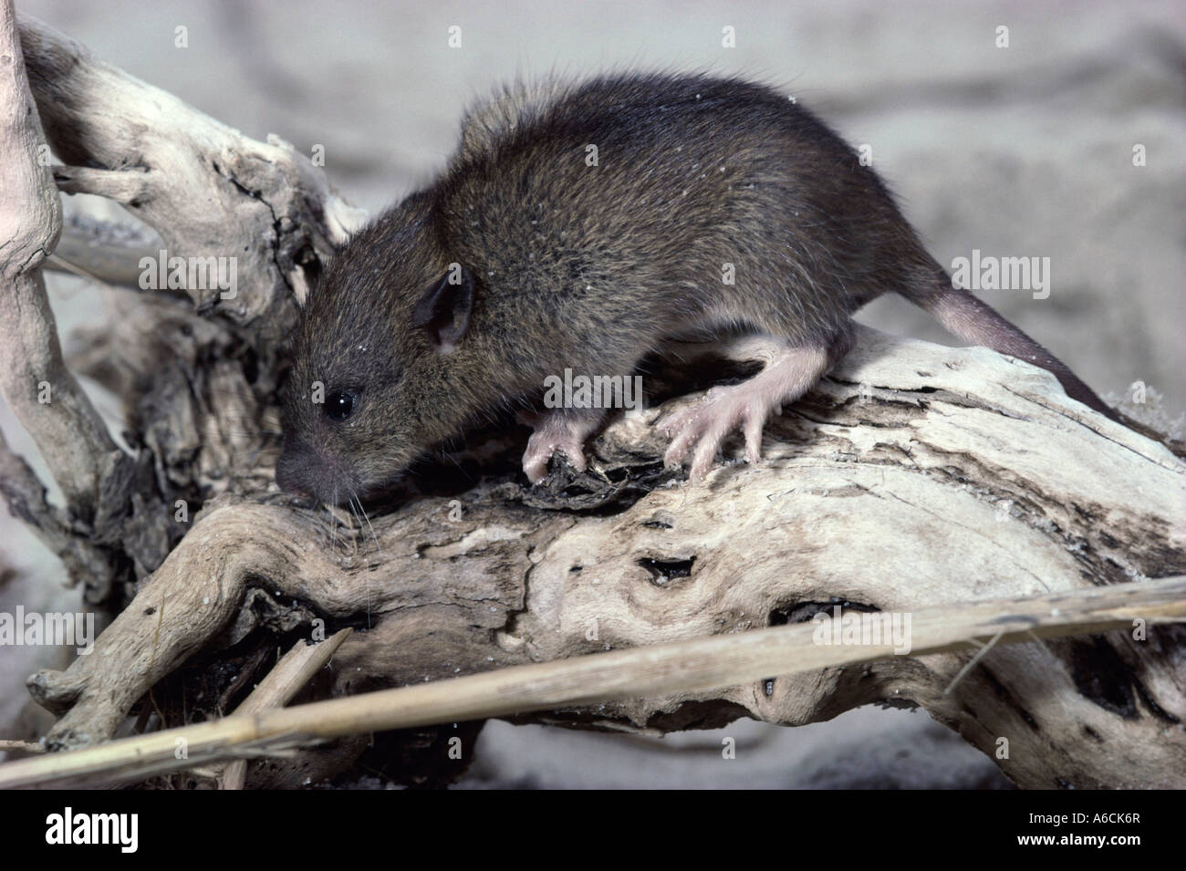 Norway Rat on a tree branch Stock Photo - Alamy