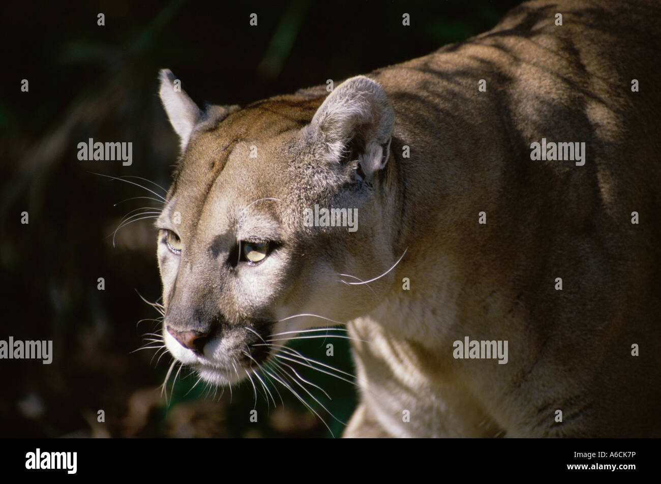 Florida panther endangered species hi-res stock photography and images ...