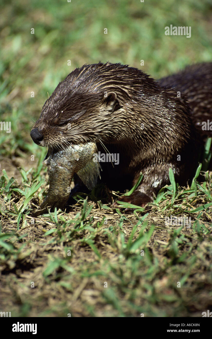 North American river otter eating a fish Stock Photo - Alamy