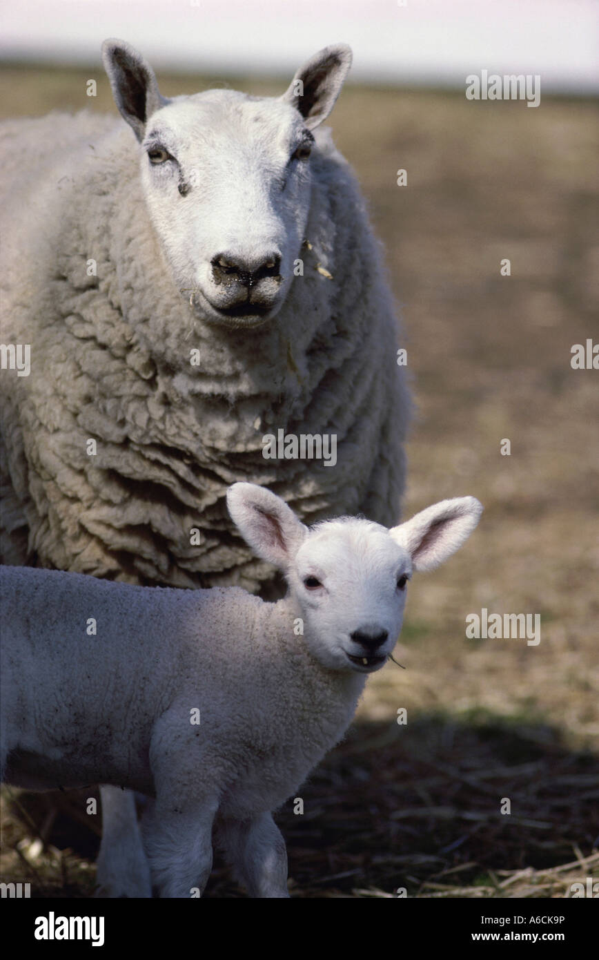 Sheep and a lamb in a field Stock Photo - Alamy