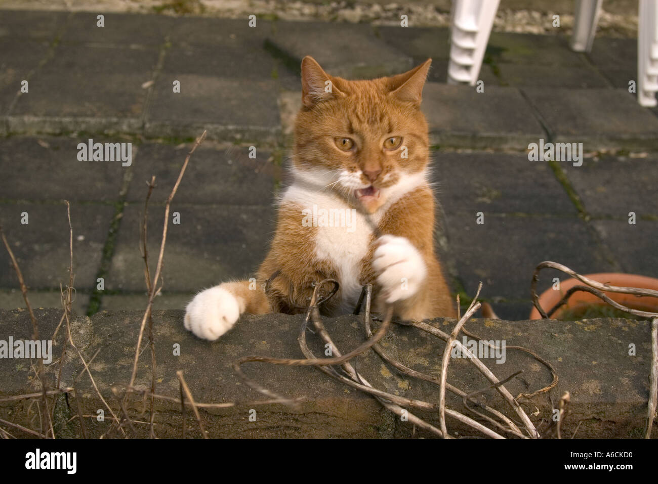 Angry cat hi-res stock photography and images - Alamy