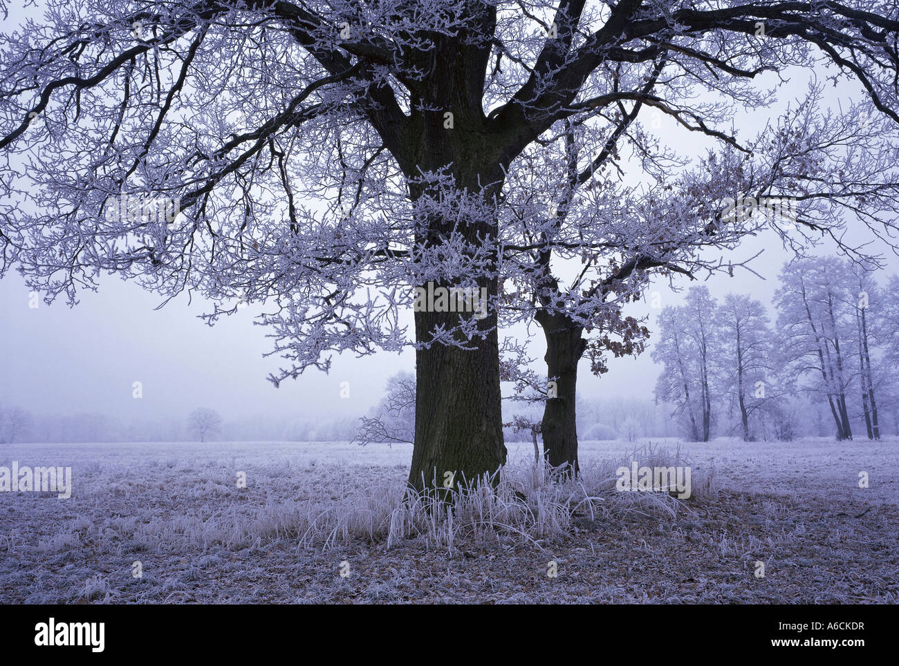 Trees in winter Stock Photo - Alamy