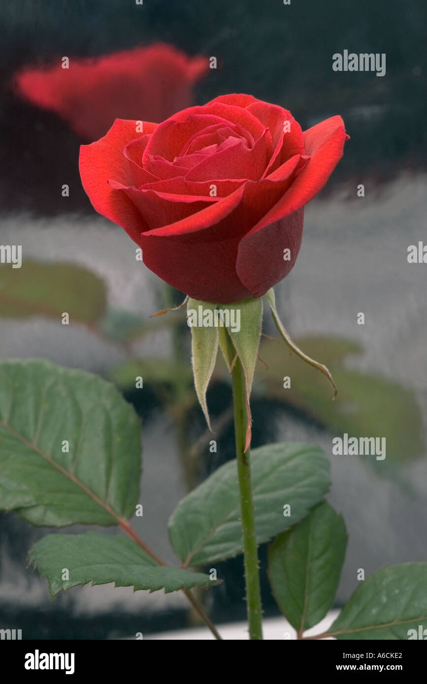 Red rose and reflection Stock Photo - Alamy