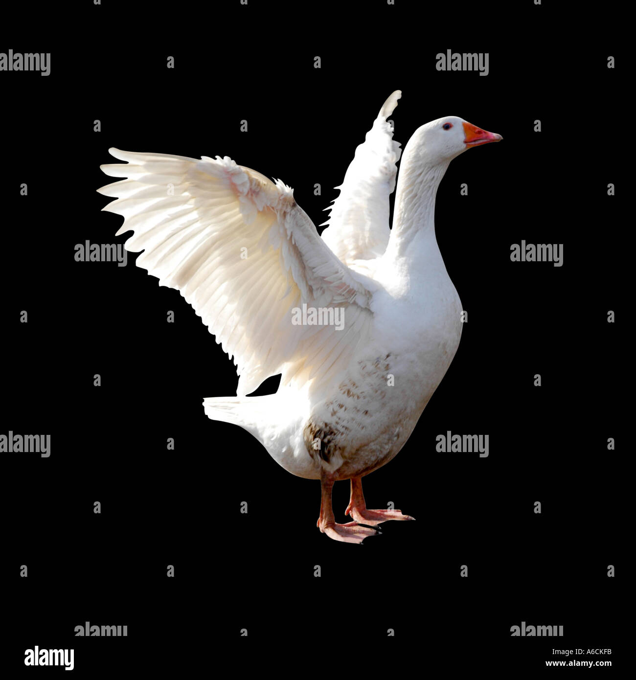A domestic goose with its wings spread on black background Stock Photo ...