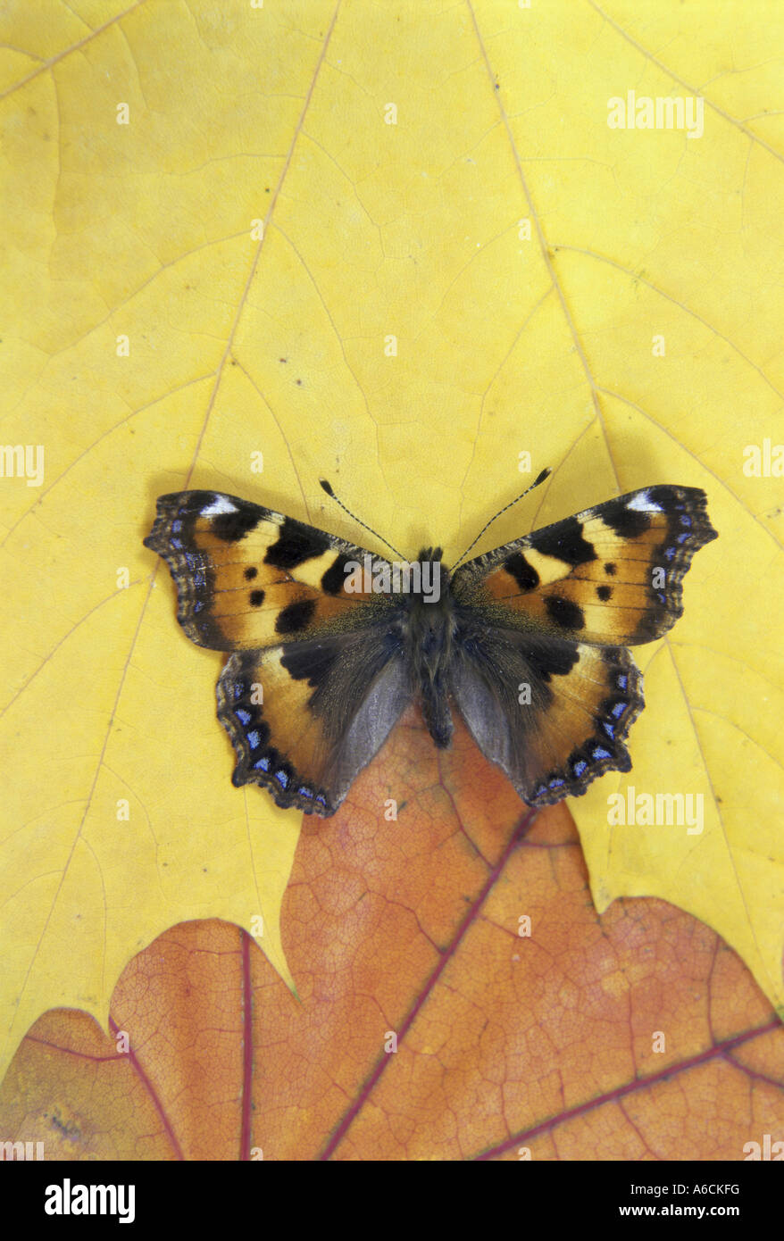 Small Tortoiseshell butterfly Stock Photo - Alamy