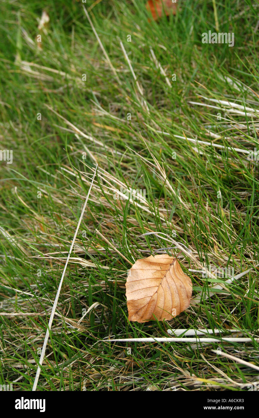 Belt leaf hi-res stock photography and images - Alamy